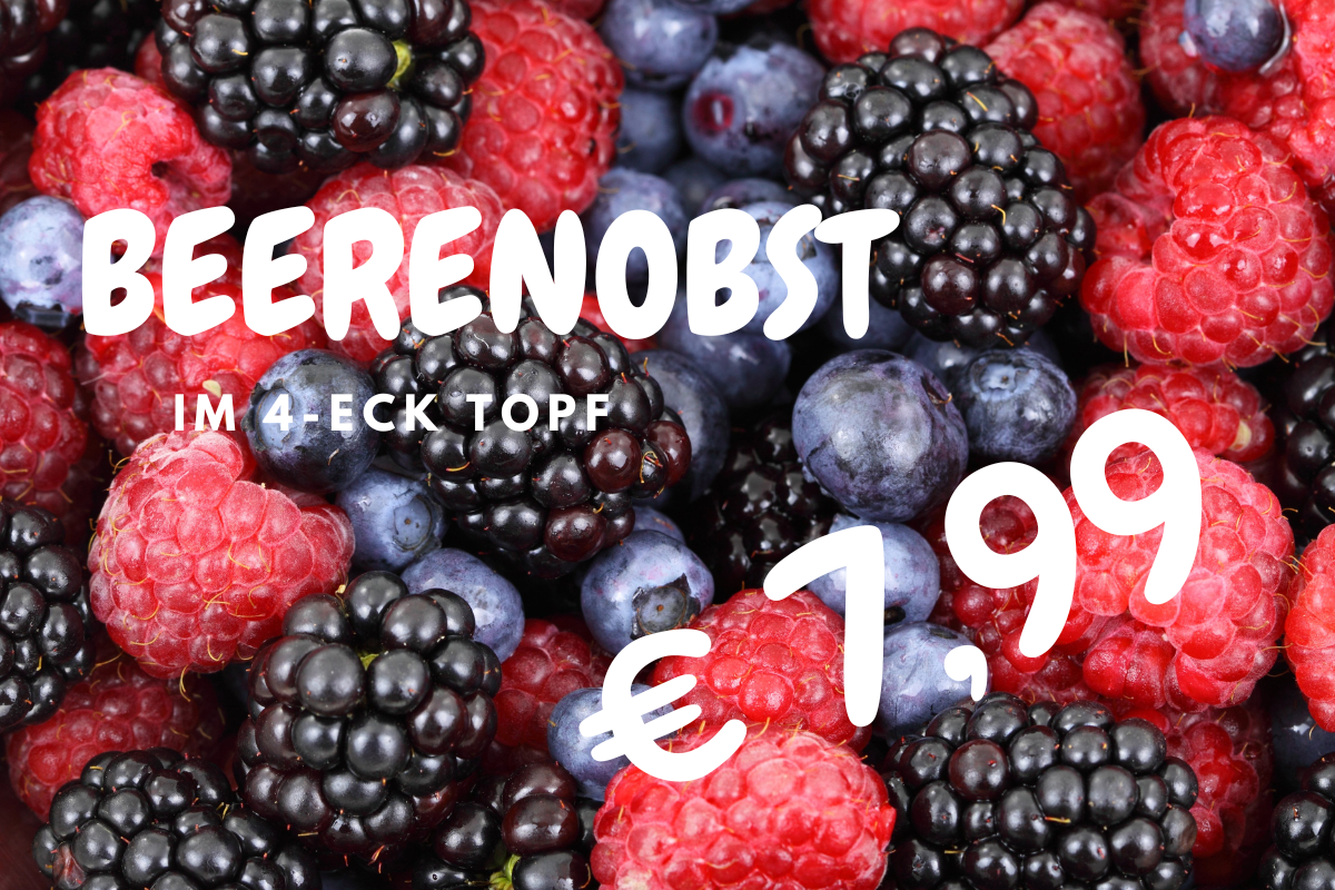 Beerenobst | Obstbäume | Europlant